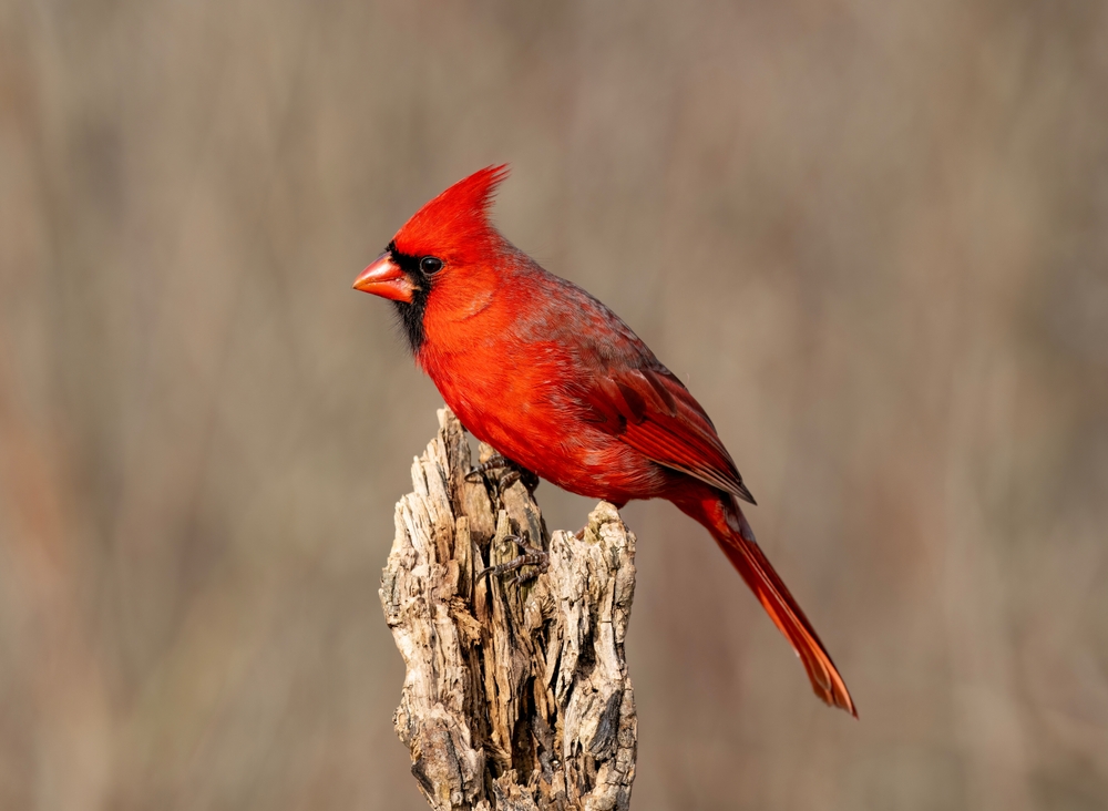 Cardinal pecking at reflection - Cottage Life