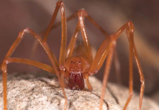 Scary new species of spider with claws discovered - Cottage Life