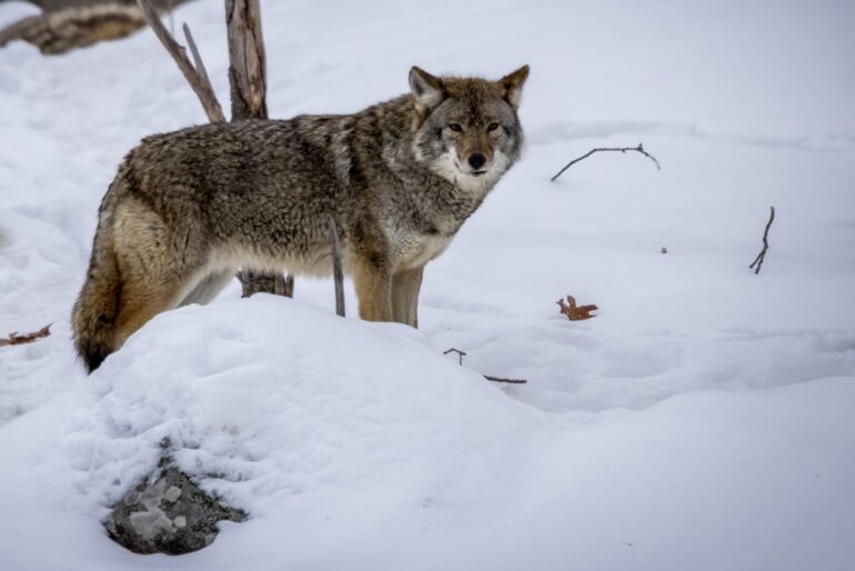 Update: Wolves released from Haliburton Wolf Centre - Cottage Life