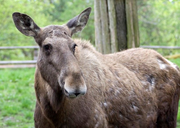 Hungry moose ends up in B.C. grocery store - Cottage Life