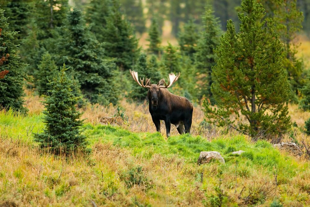 Amazing video shows moose like you've never seen them - Cottage Life