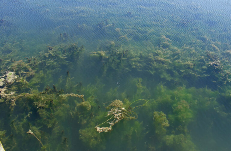Algae blobs continue to grow in Lake Erie - Cottage Life