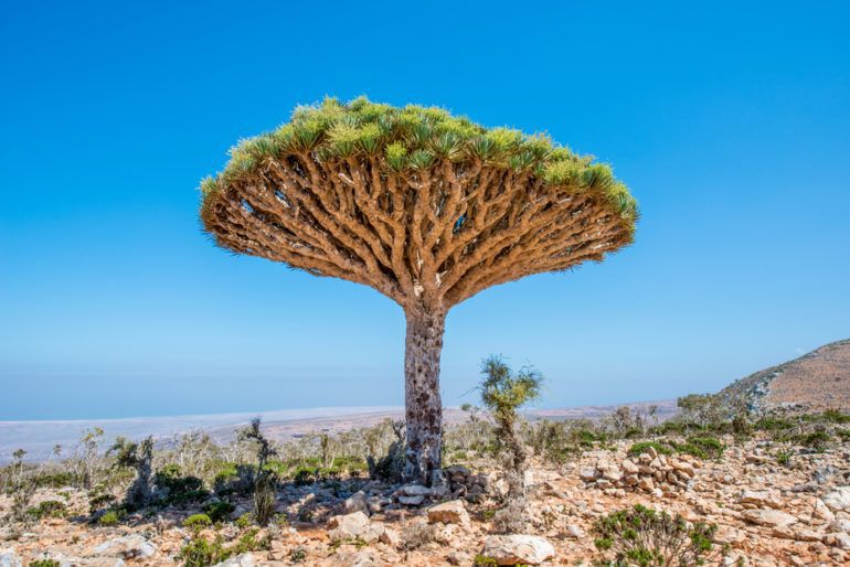 9 unusual trees from around the world - Cottage Life