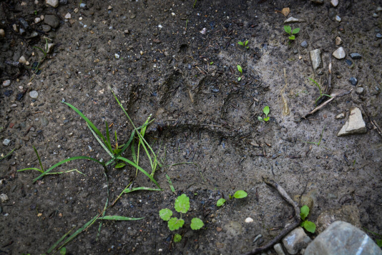 How to identify common predator tracks around your cottage - Cottage Life