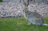 How to identify Canada's 5 rabbit and hare species - Cottage Life