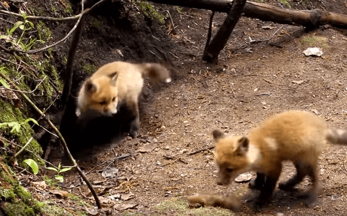 Watch these fox kits take full advantage of parent-free playtime ...