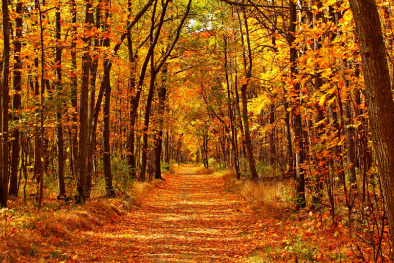 20 amazing facts about fall leaves - Cottage Life
