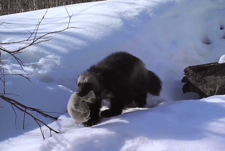 Canadian captures first-ever footage of a wild wolverine baby - Cottage ...