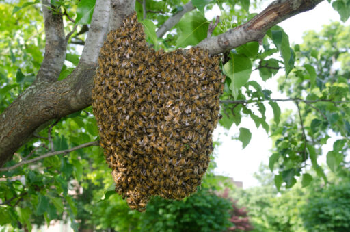 10 incredible facts about bees - Cottage Life