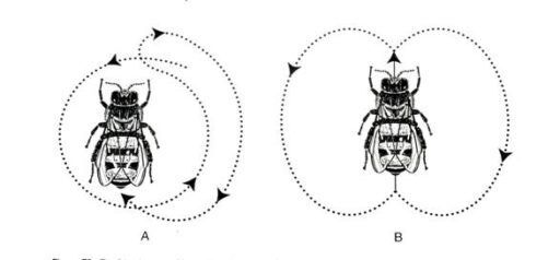 10 incredible facts about bees - Cottage Life