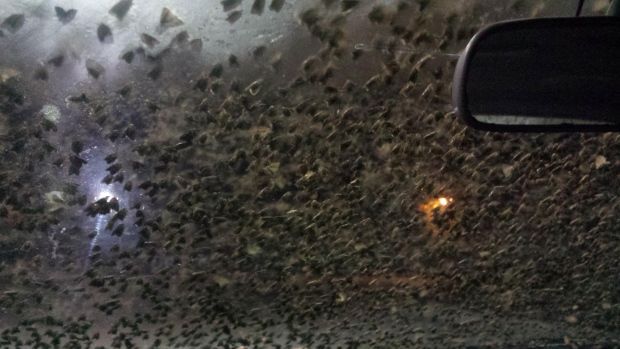 Warm weather blamed for millions of moths invading New Brunswick ...