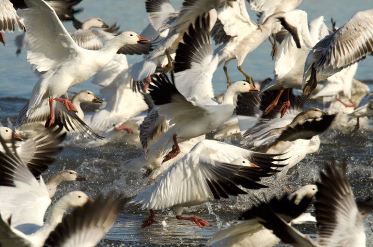 Stunning photos from the snow goose migration - Cottage Life