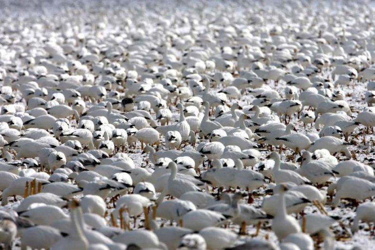 Stunning photos from the snow goose migration - Cottage Life