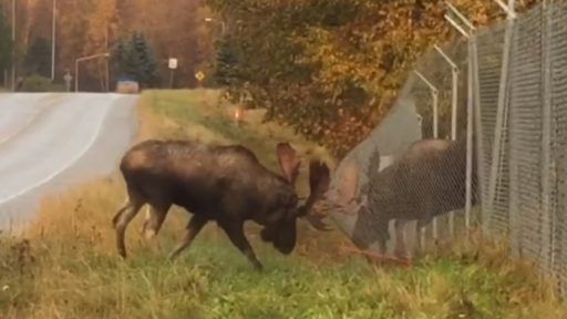 Watch two massive bull moose battle through a chain link fence ...