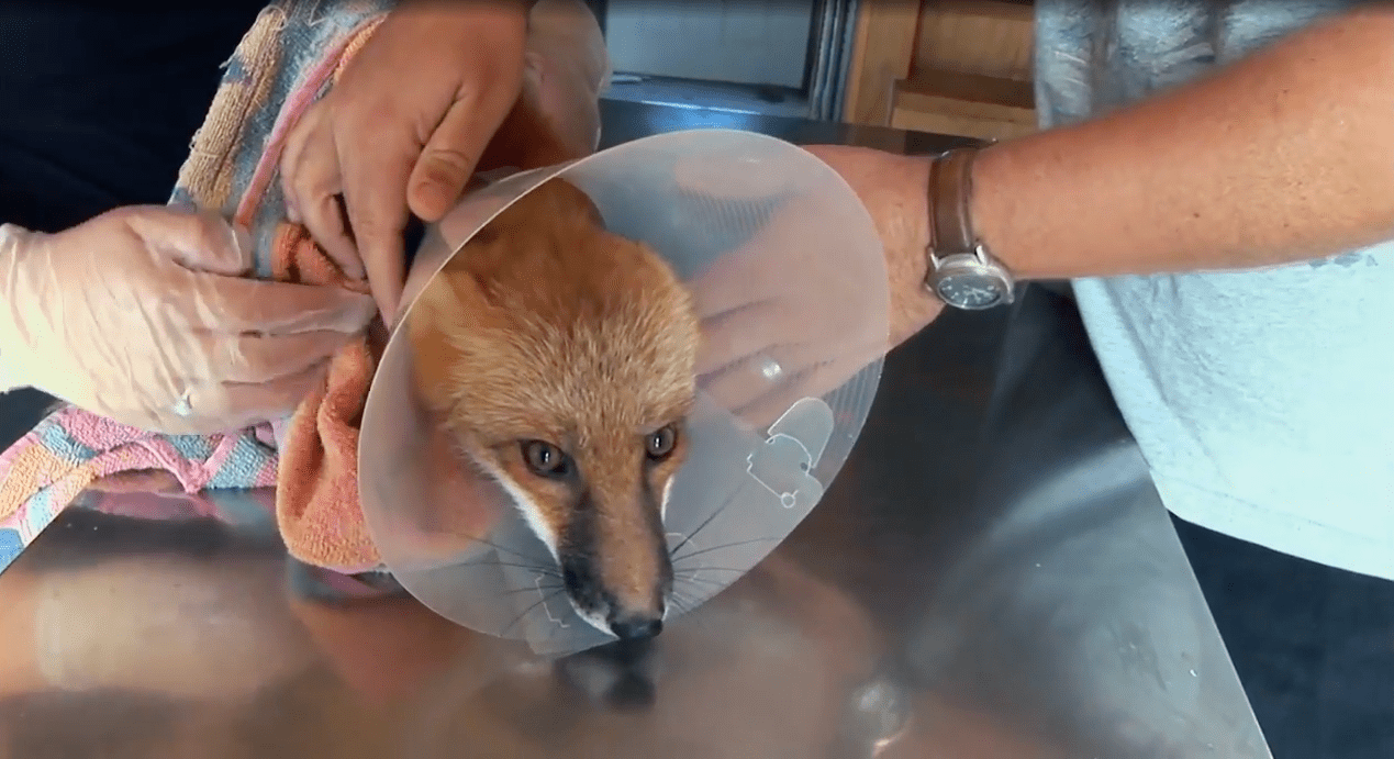 This fox was nurtured back to health after being hit by a car - Cottage ...