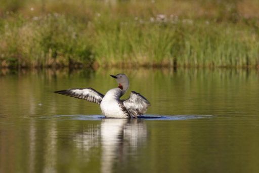 10 amazing facts about loons - Cottage Life