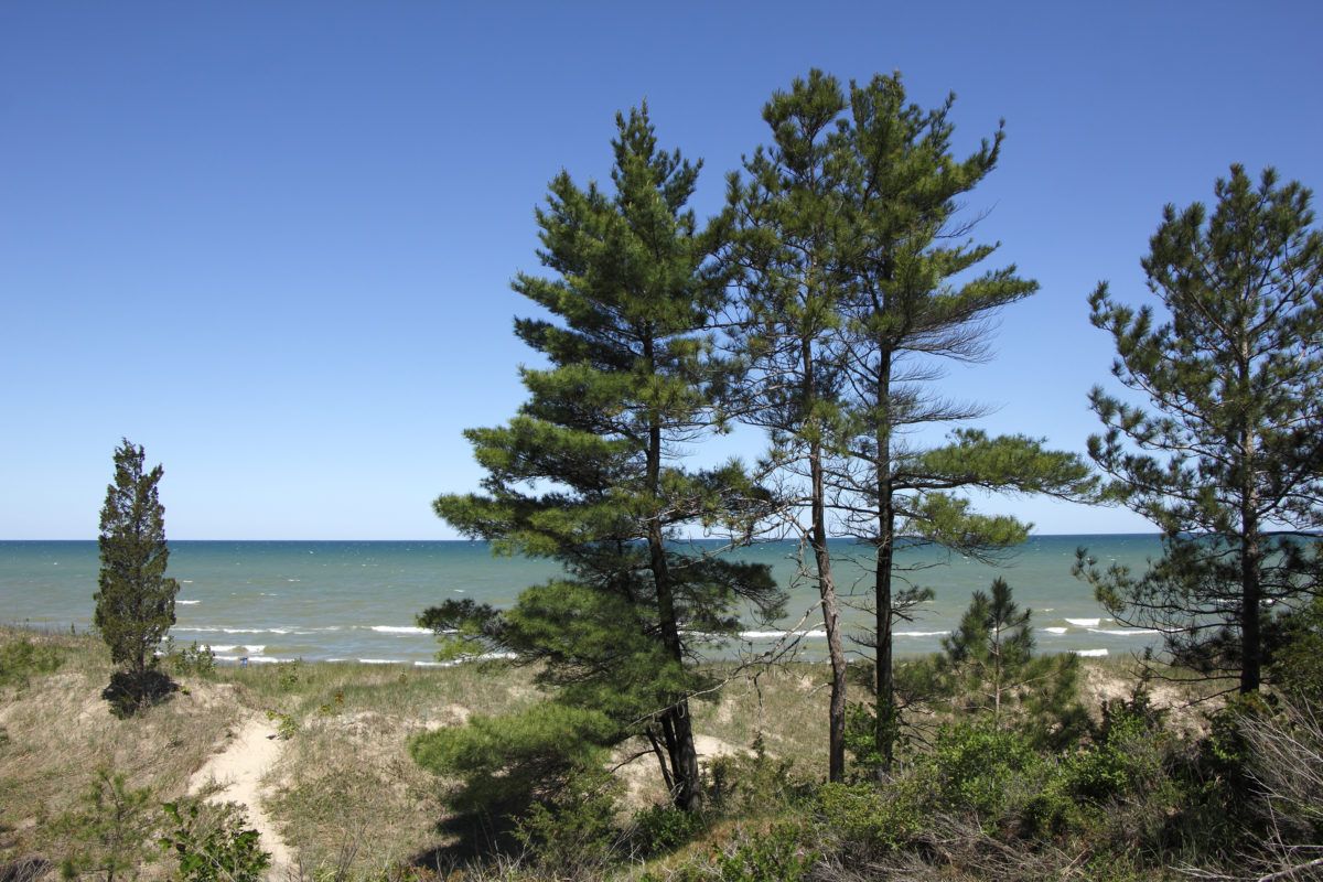 12 official trees of Canada's provinces and territories - Cottage Life