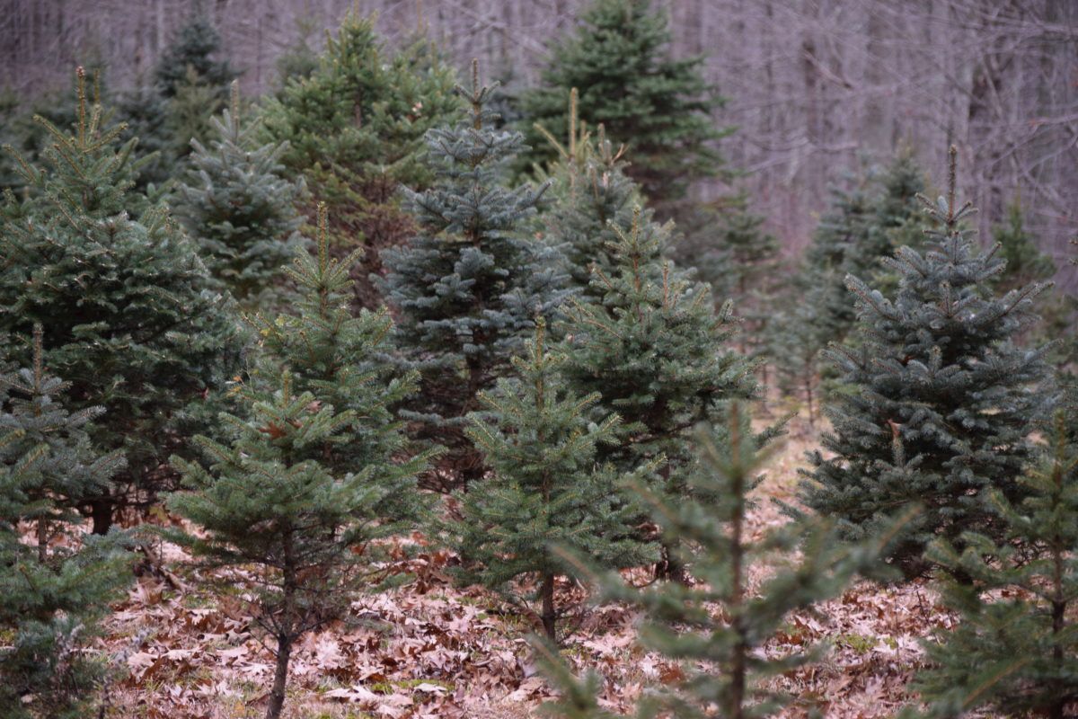 12 official trees of Canada's provinces and territories - Cottage Life