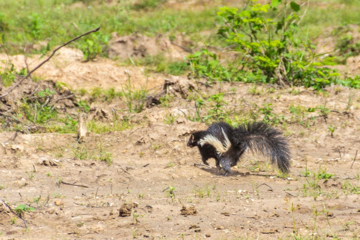 9 splendid facts about skunks you might not know - Cottage Life
