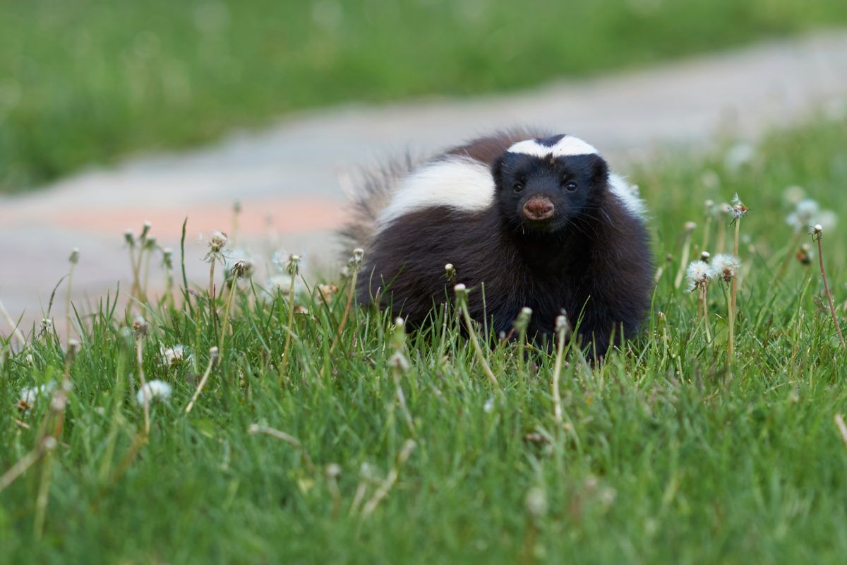9 splendid facts about skunks you might not know - Cottage Life