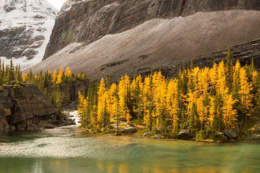 Wild Profile: meet the tamarack - Cottage Life