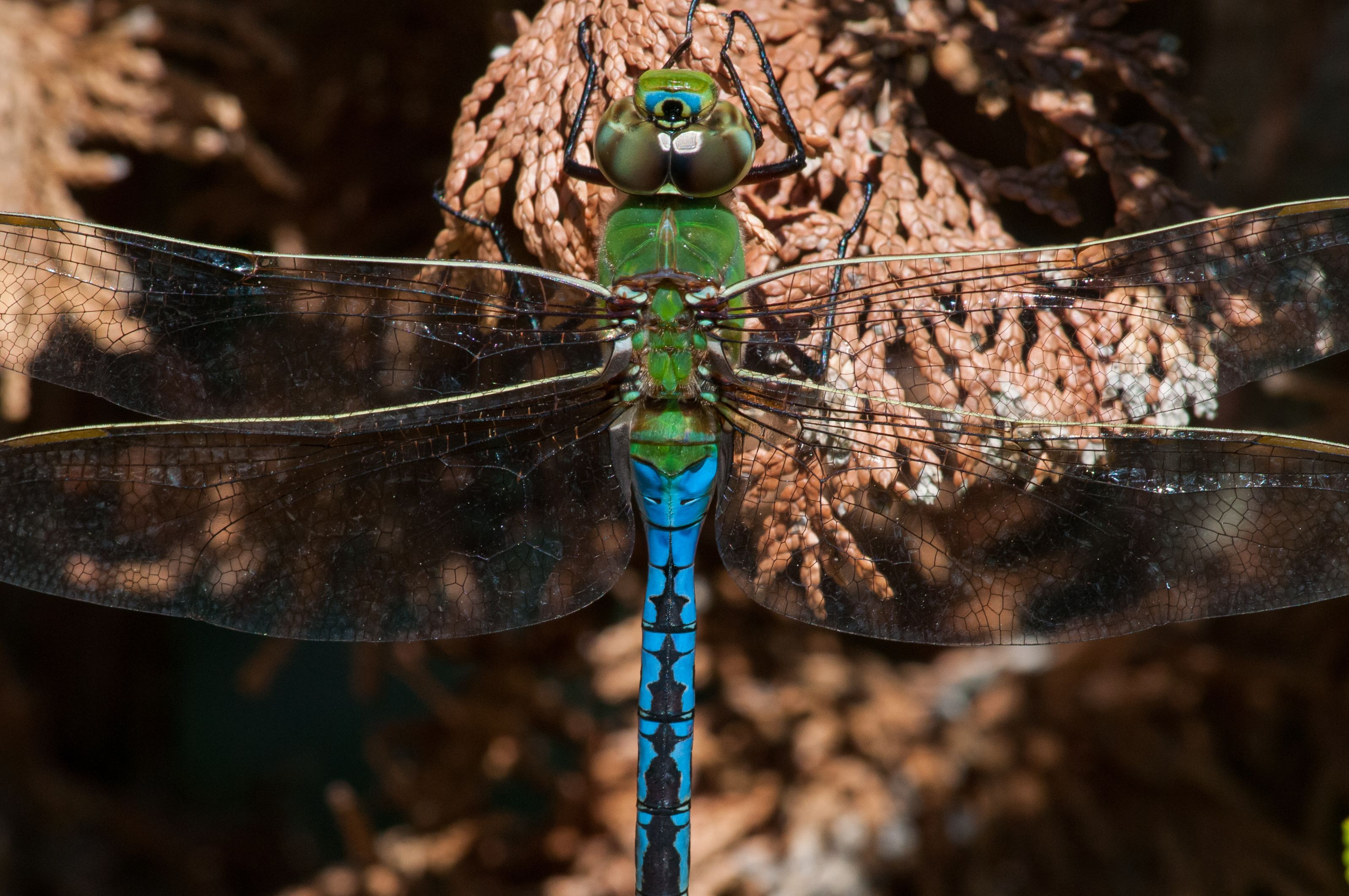 Wild Profile: meet the green darner - Cottage Life