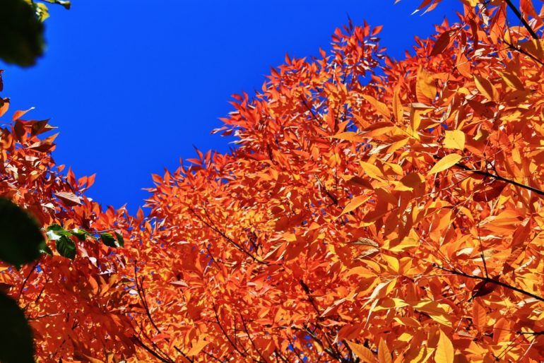 7 routes to drive for spectacular fall colours - Cottage Life