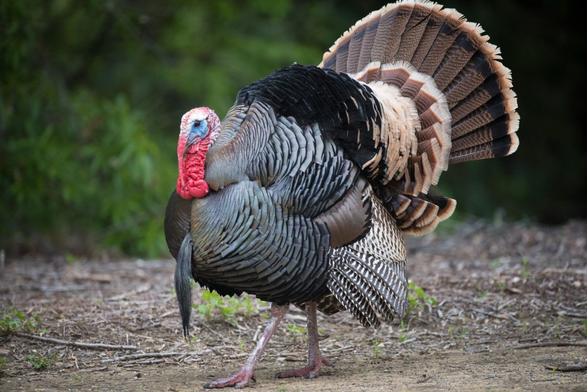6 Wacky Facts About Wild Turkeys Cottage Life