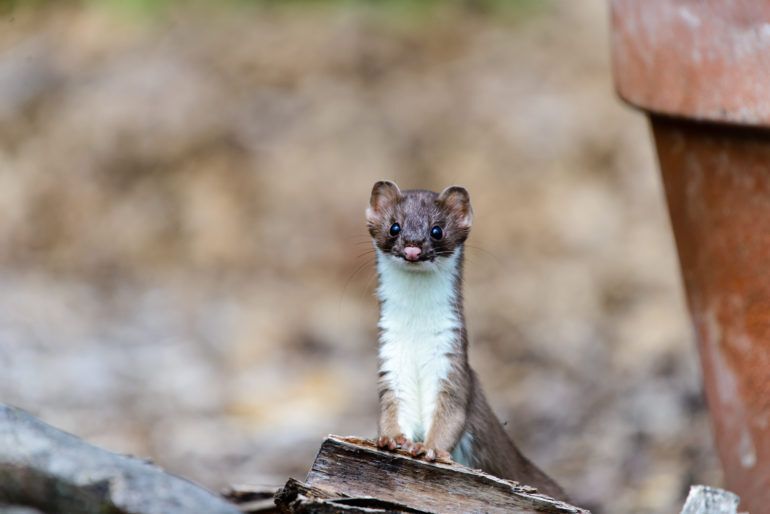 Wild Profile: Meet the long-tailed weasel - Cottage Life