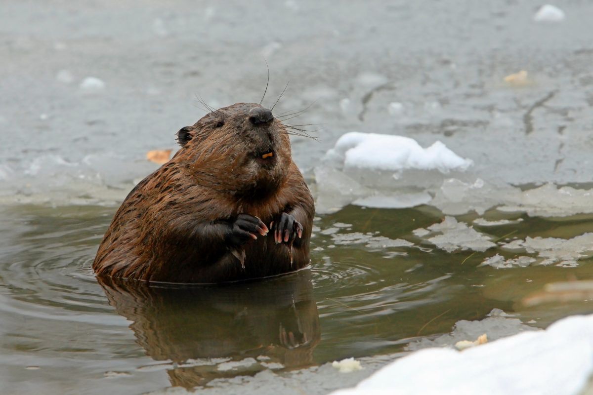 10 surprising ways Canadian animals handle cold weather - Cottage Life