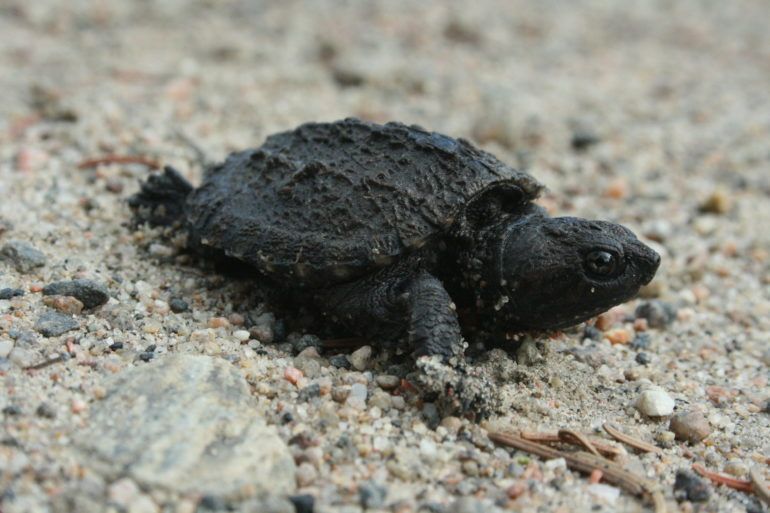 Understanding the habits of nesting turtles is key to conservation ...