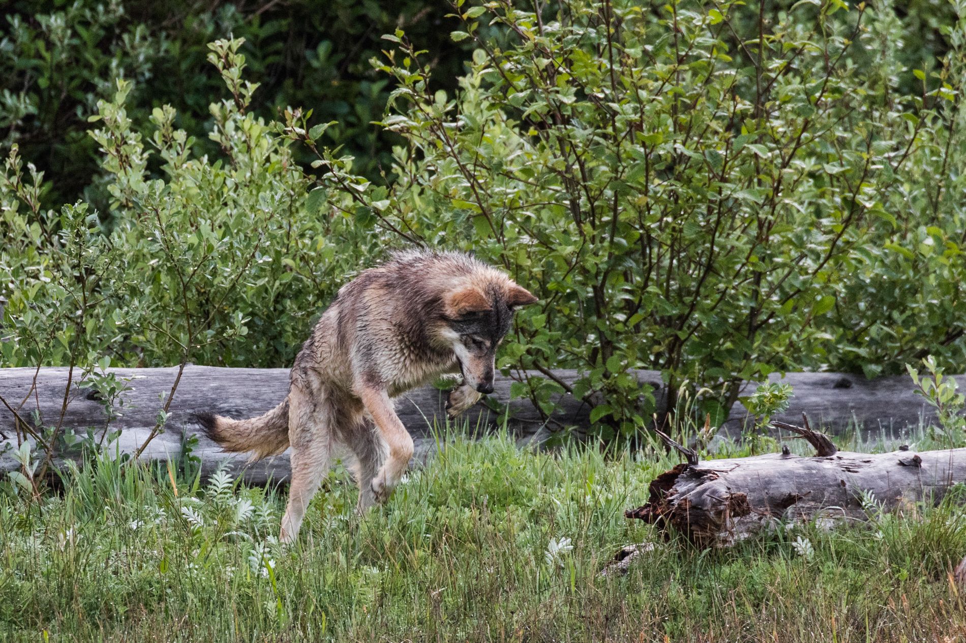 Photographers capture pictures of rare coastal wolf - Cottage Life