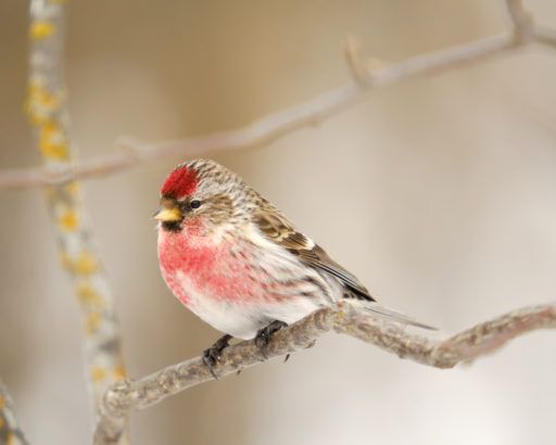 Wild Profile: Meet the common redpoll - Cottage Life