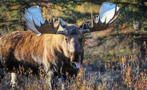 9 hilarious awkward moose photos - Cottage Life