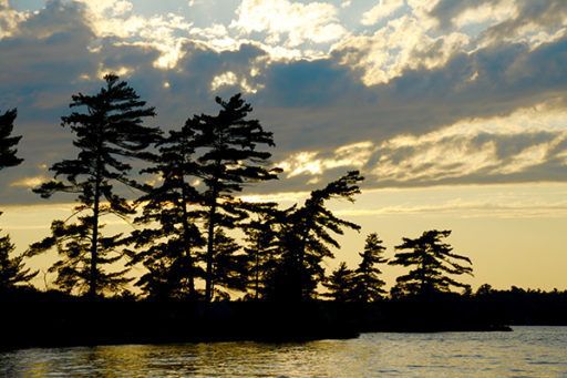 Iconic windswept pines that embody Canadiana - Cottage Life