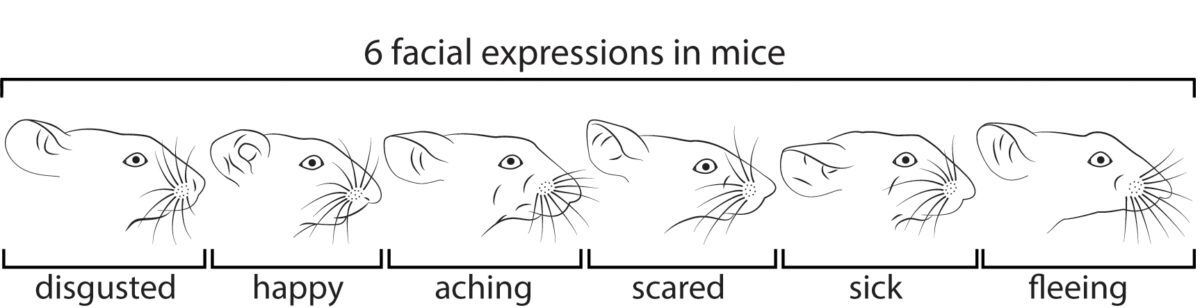 Mouse expressions? Yup, their faces show emotions a lot like we do ...