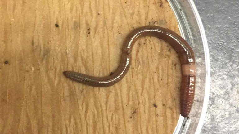 Invasive jumping earthworms: coming to a forest near you? - Cottage Life