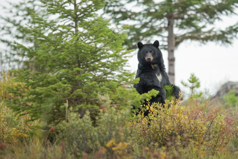 Artificial intelligence for tracking bears? Yup, it's a thing - Cottage ...