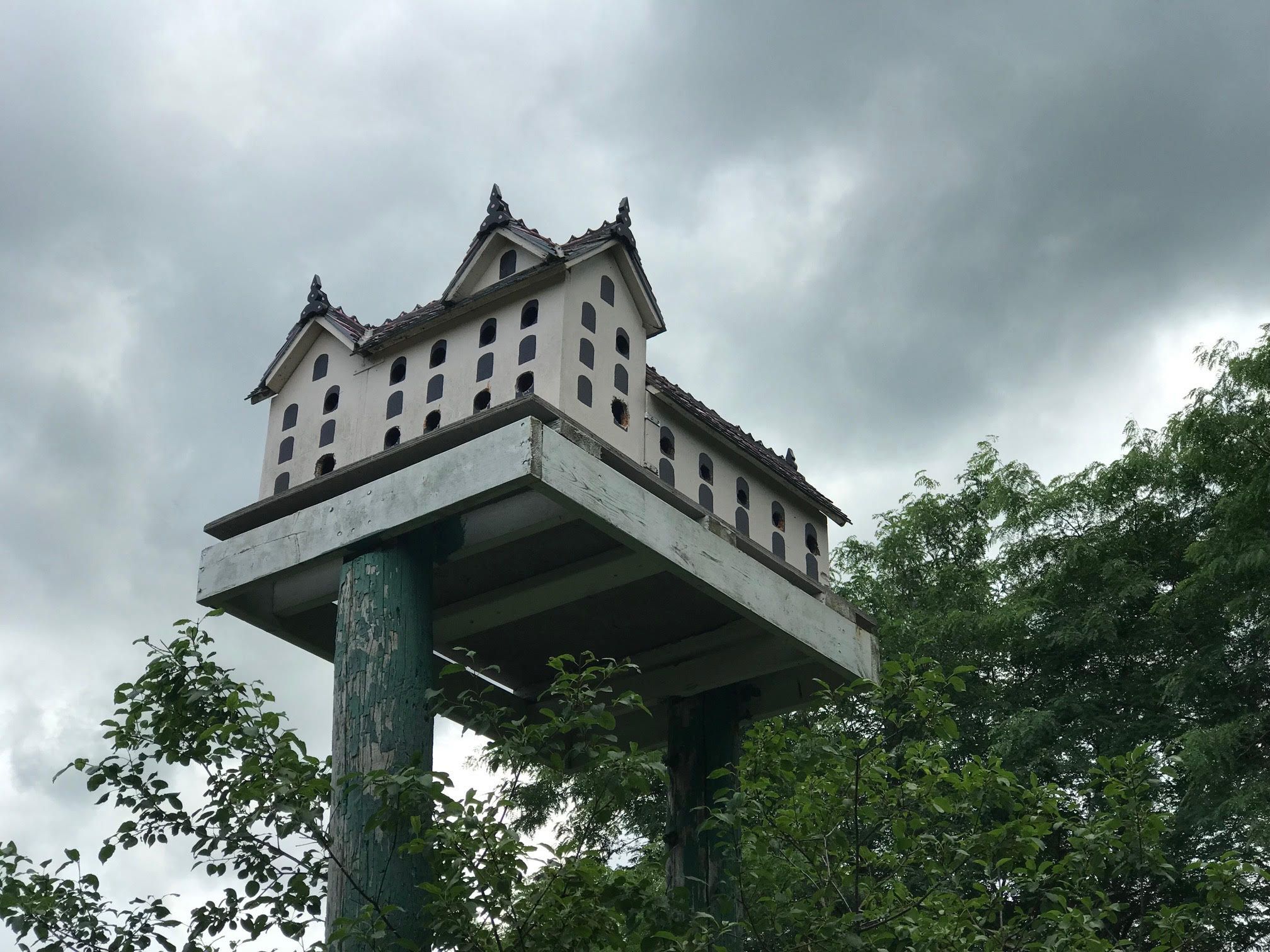 You have to see this city built for birds - Cottage Life