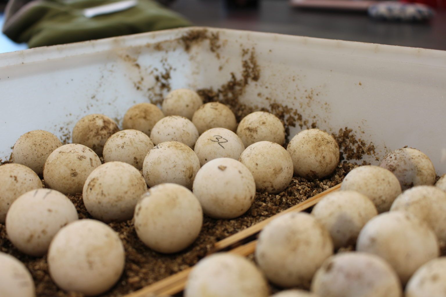 Snapping turtle vocalizations and nest emergence – Cottage Life