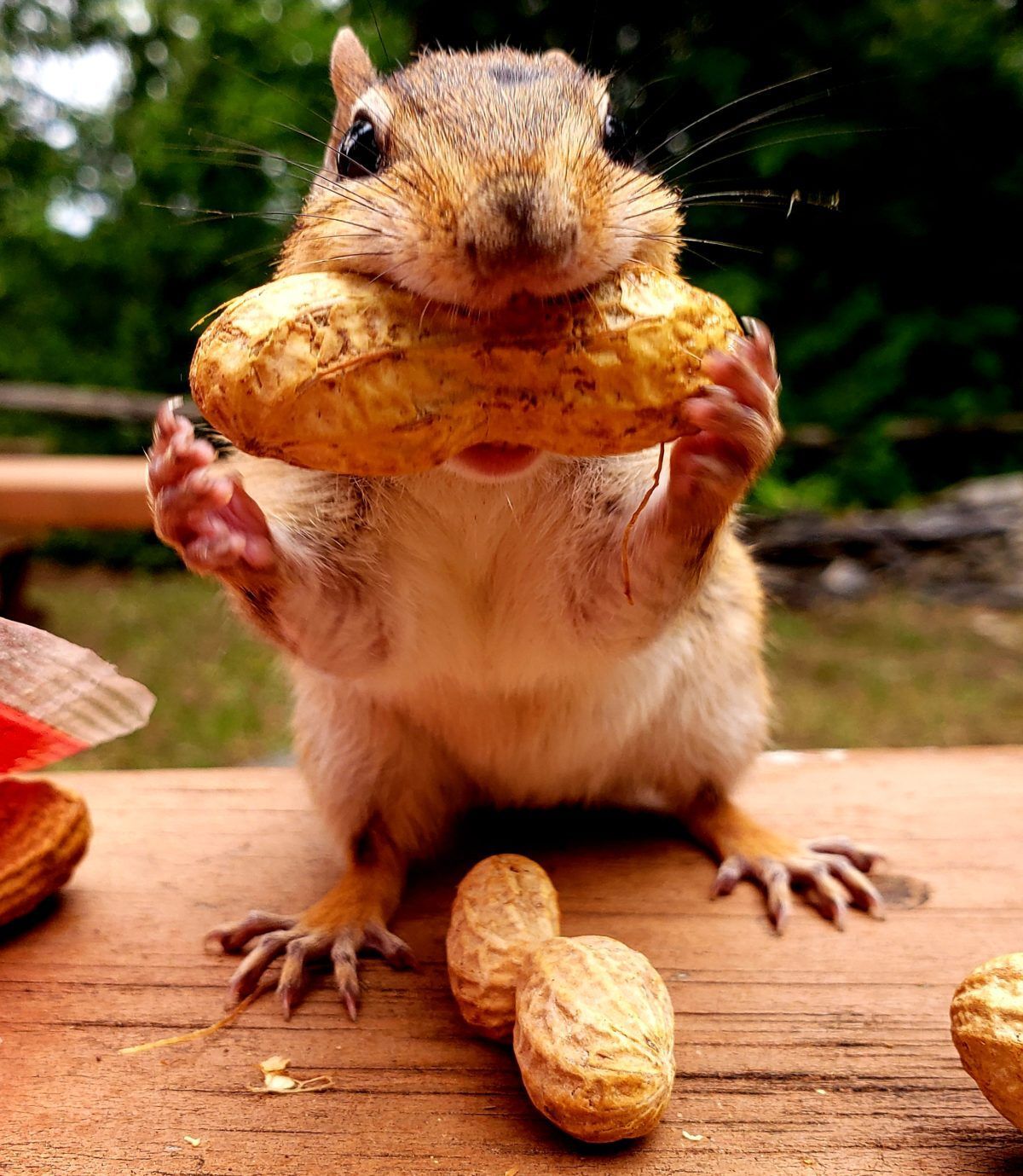 15 funny photos of animals stuffing their faces - Cottage Life