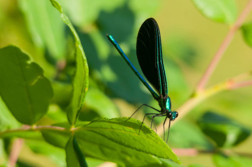11 Ontario insects that are beneficial to your garden - Cottage Life