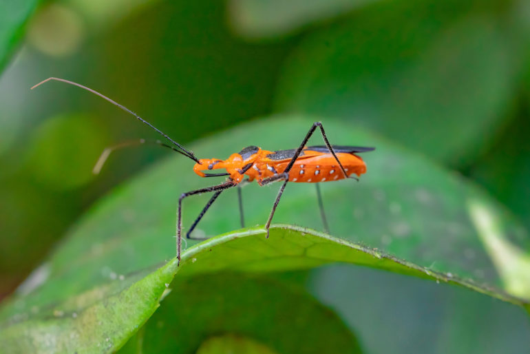 11 Ontario insects that are beneficial to your garden - Cottage Life