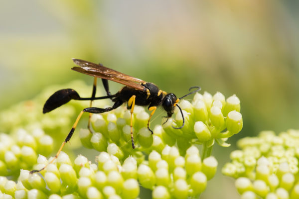 11 Ontario insects that are beneficial to your garden - Cottage Life