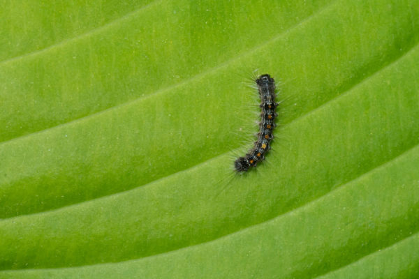 How to control an LDD moth outbreak – Cottage Life