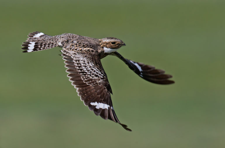 Wild Profile: Meet the common nighthawk - Cottage Life