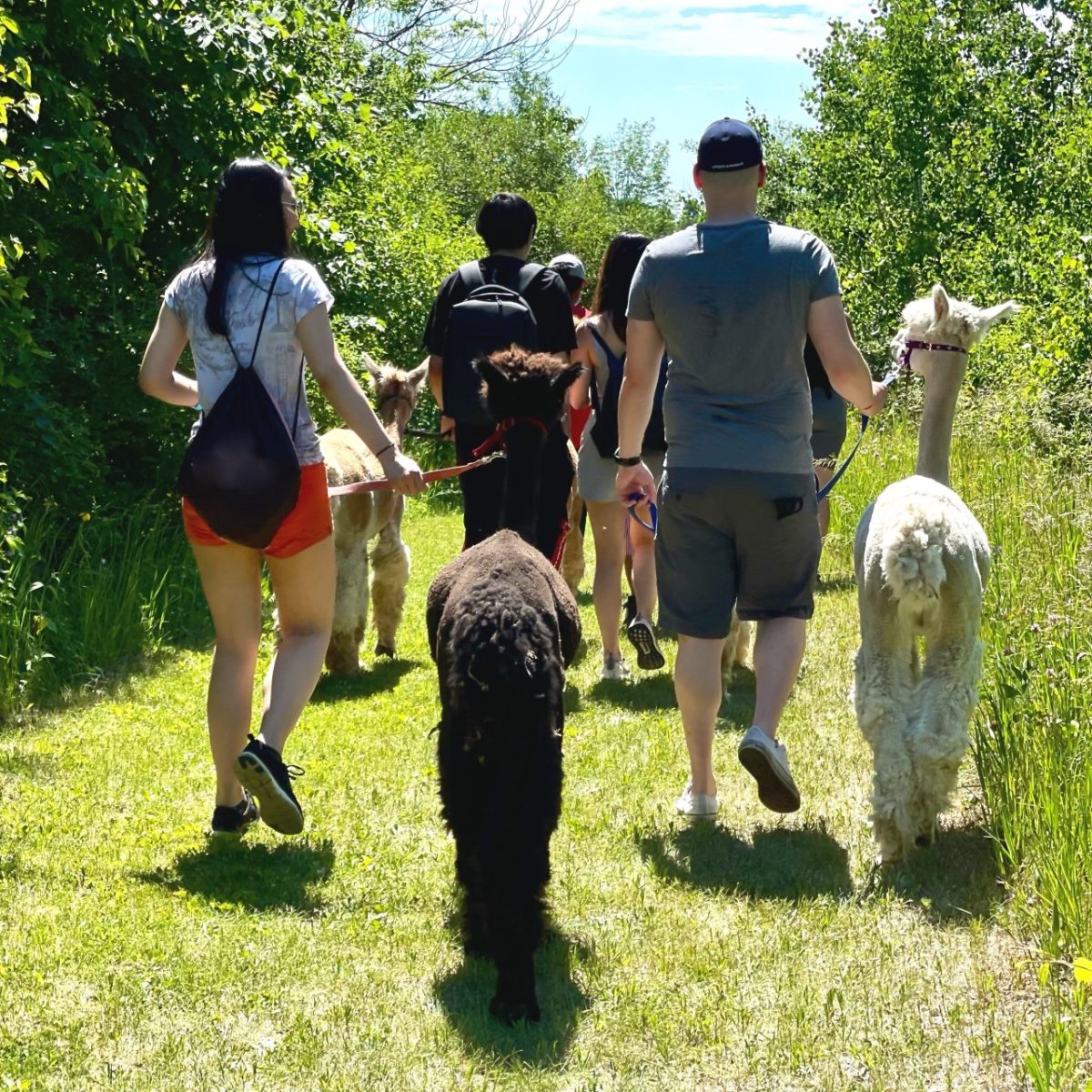 Are you farm-curious? 7 ways to get hands-on farm experiences - Cottage ...