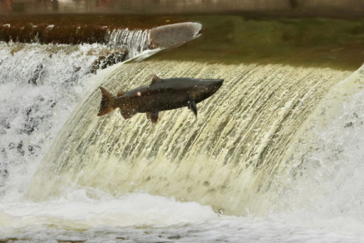 Where you can watch the salmon run this fall - Cottage Life