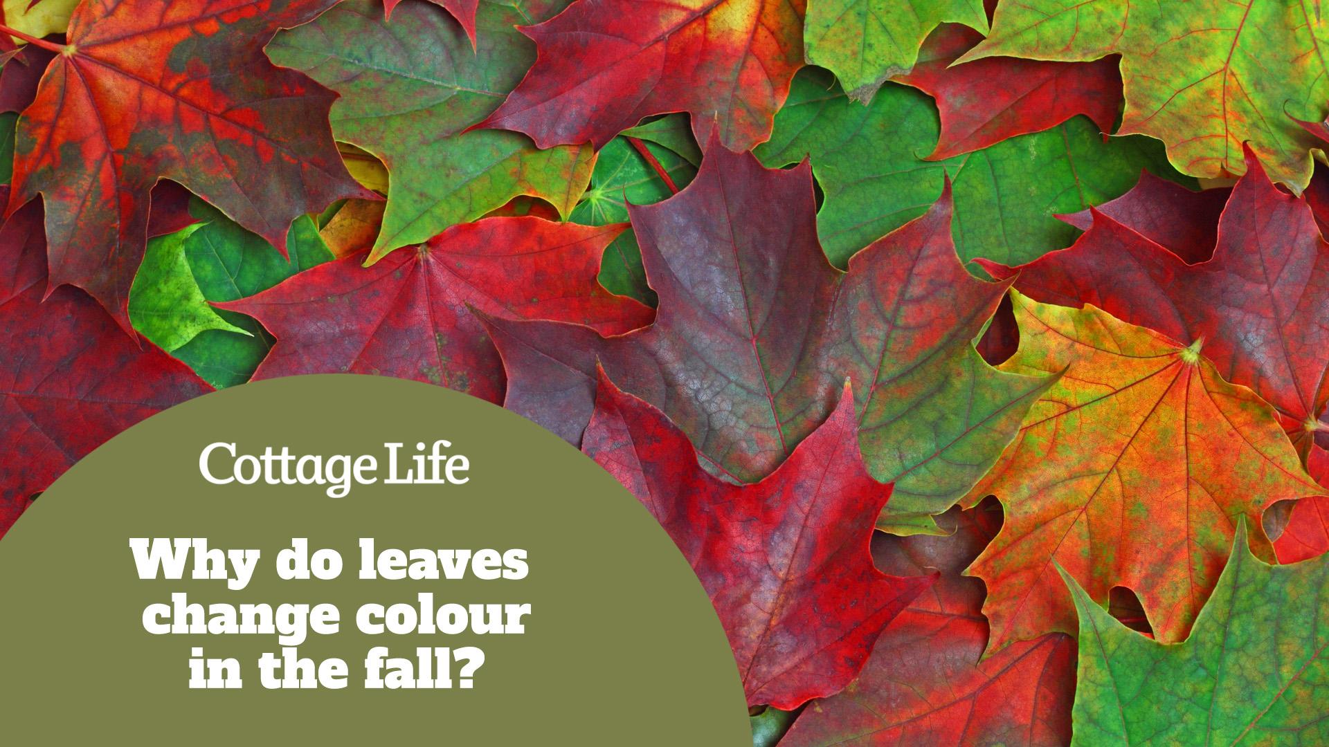 Why Do Leaves Change Colour In Fall Cottage Life