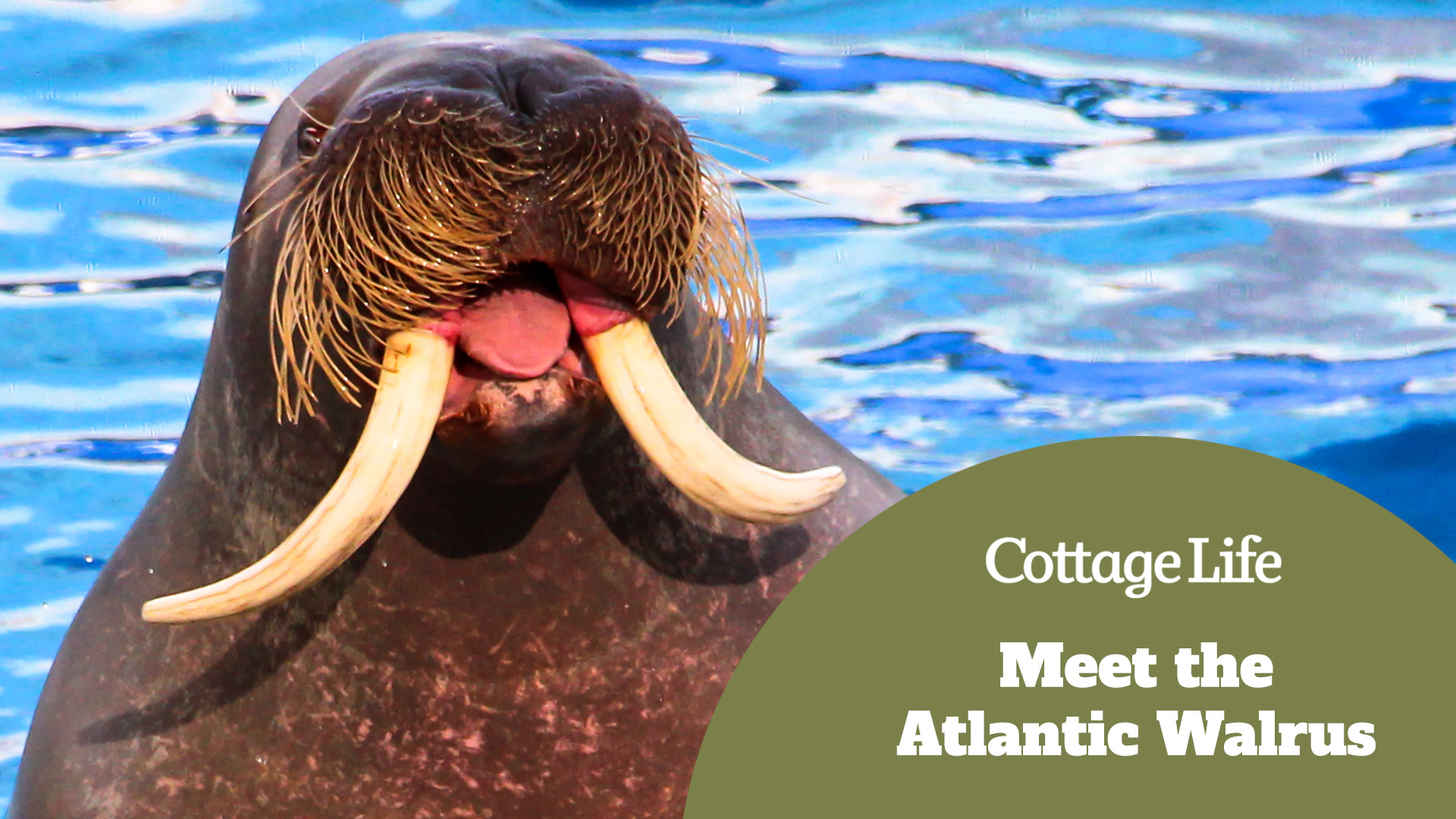 Meet the Atlantic walrus - Cottage Life